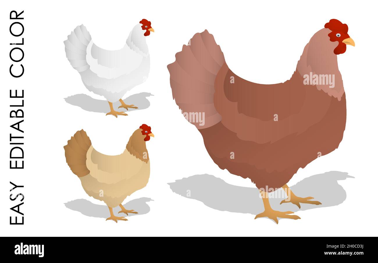 Cartoon Homemade chicken. Farm bird laying eggs. Colored vector ...