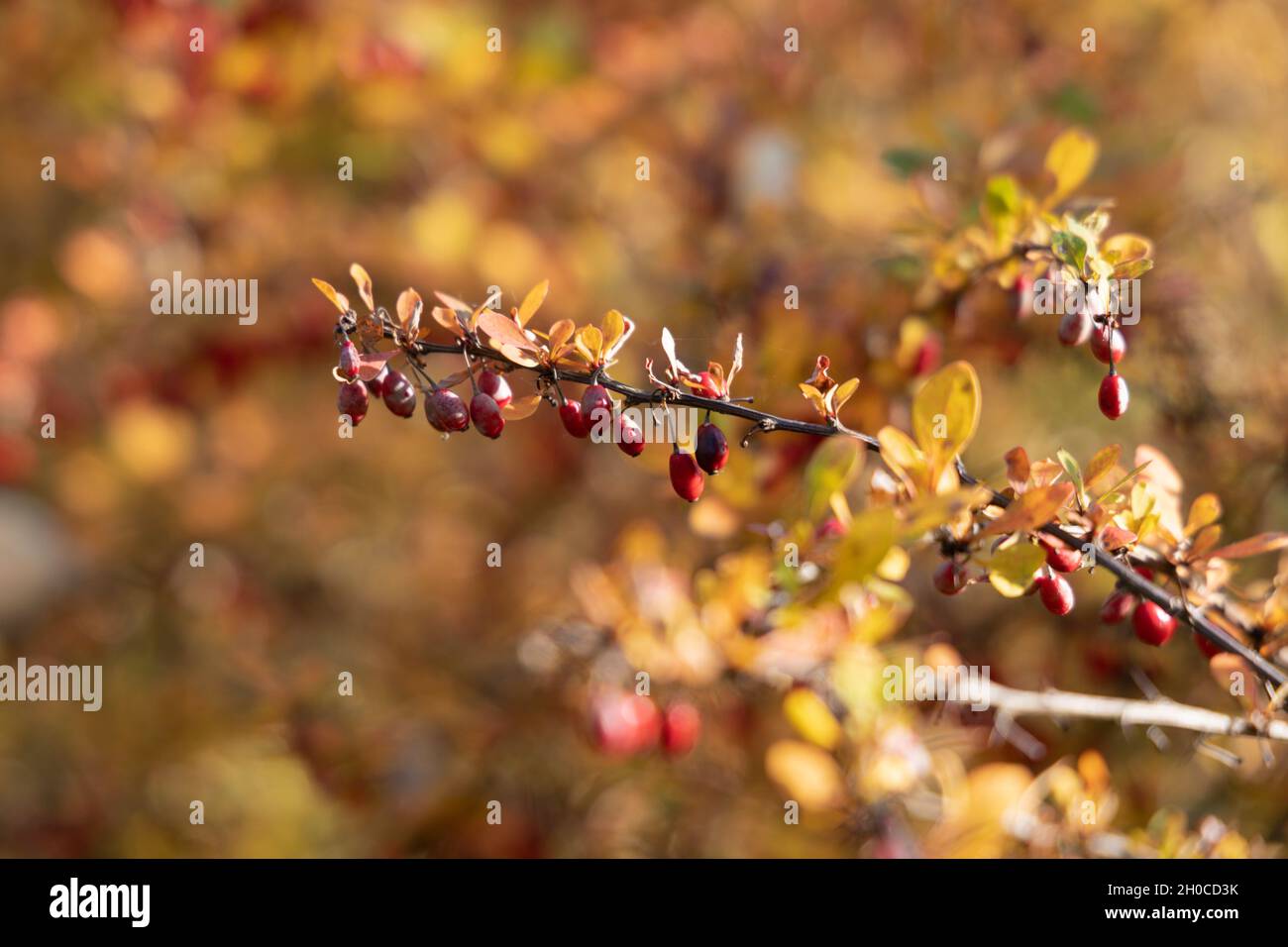 Red barberry hi-res stock photography and images - Alamy