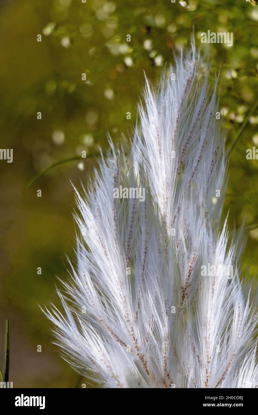 Beautiful white kash or kans grass flower Stock Photo - Alamy