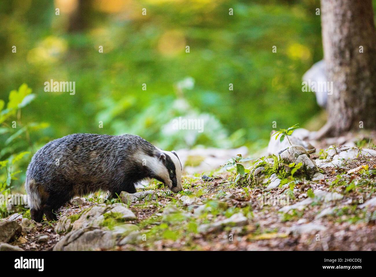 Badger Meat High Resolution Stock Photography and Images - Alamy