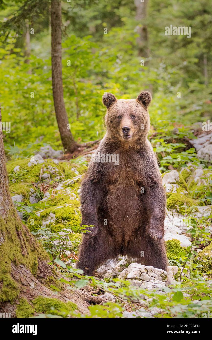 Brown bear standing up hi-res stock photography and images - Alamy