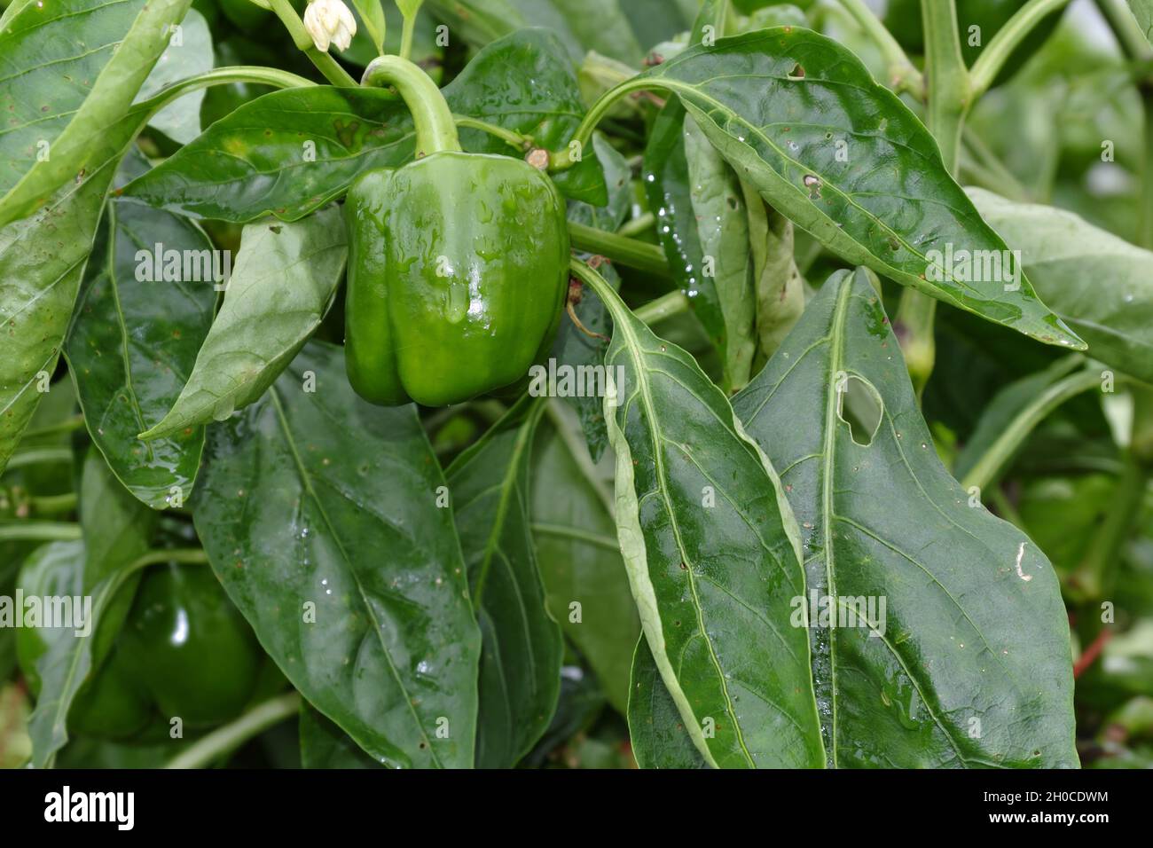 Organic agricultural plot hi-res stock photography and images - Alamy