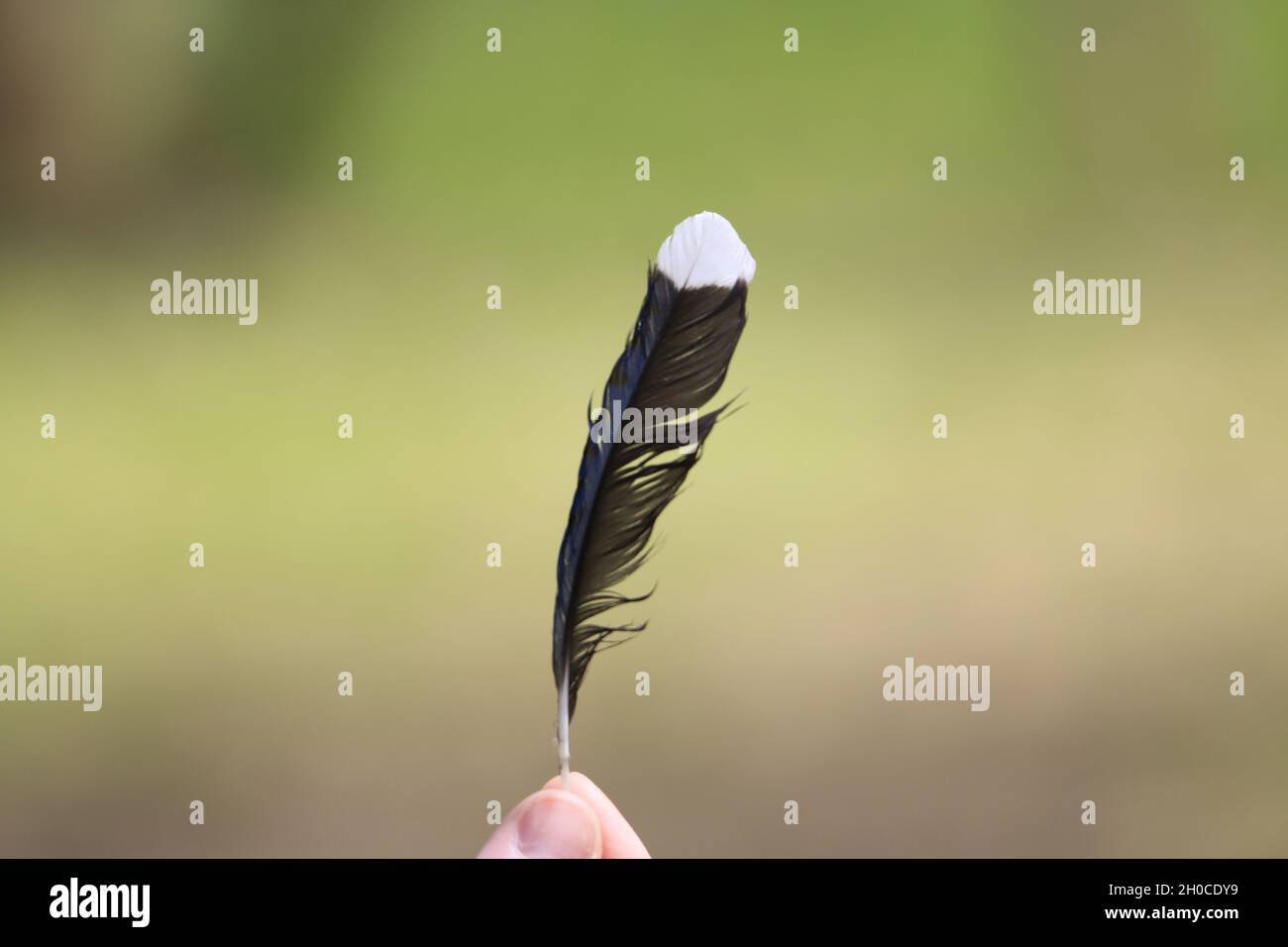 Closeup of a hand holding a black feather with a white tip Stock Photo ...