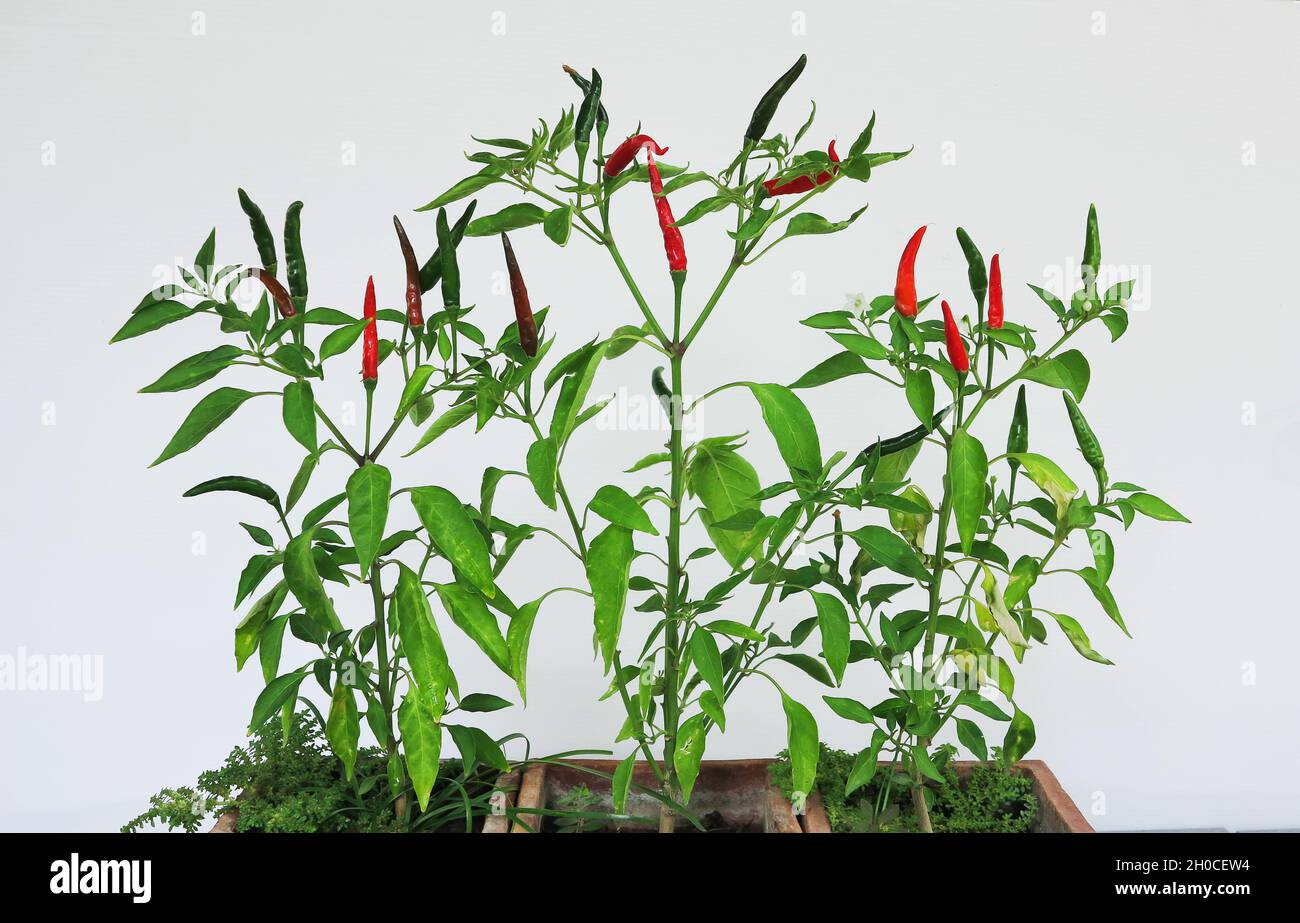 Chili plant with red and green peppers and flowers on the plant Stock ...