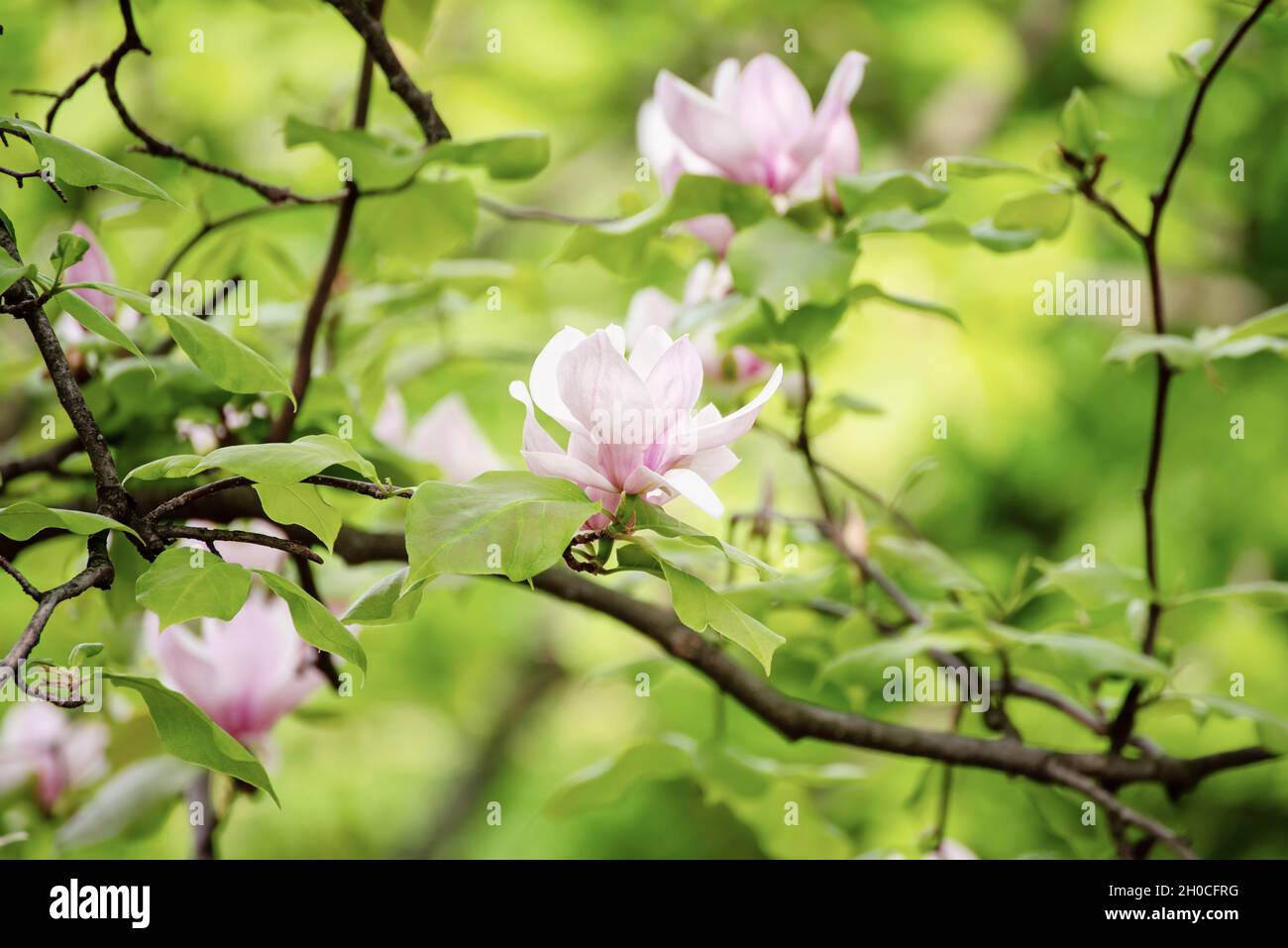 Magnolia spring flowers Stock Photo - Alamy