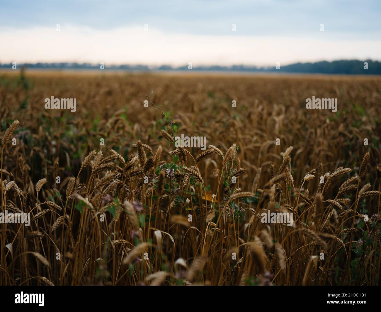 nature field agriculture grain landscape summer fresh air Stock Photo ...