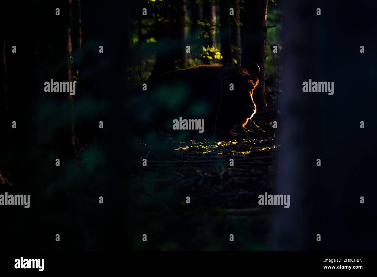 European Bison (Bison bonasus), female in the forest Stock Photo - Alamy