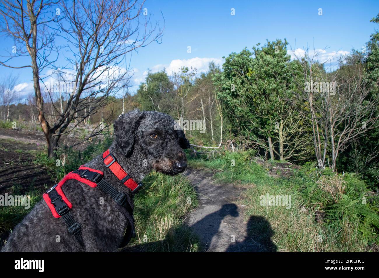 Dog enjoying the view hi-res stock photography and images - Alamy