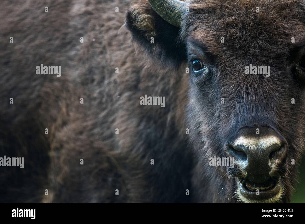 European Bison (Bison bonasus), female Stock Photo - Alamy