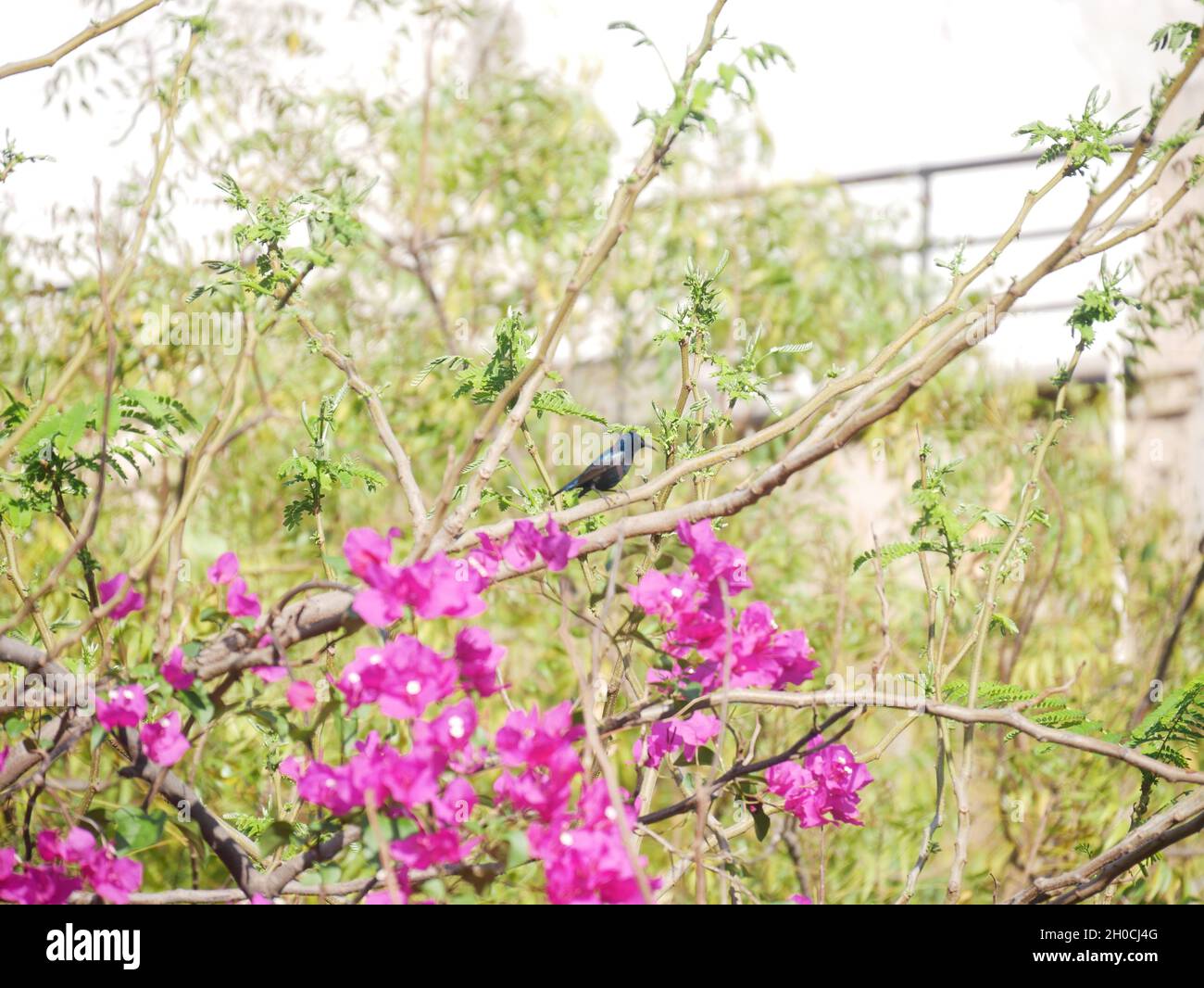 Bird on the branches of a tree with blooming flowers Stock Photo - Alamy