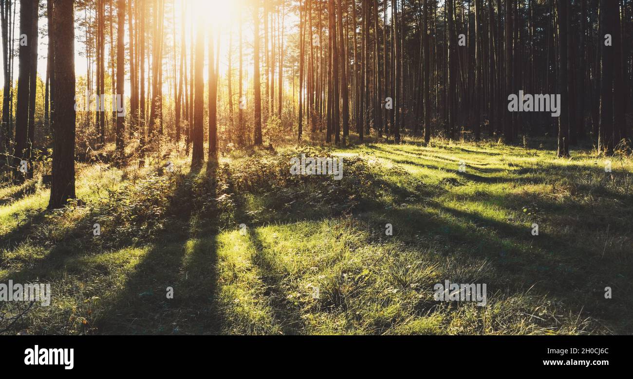 Evening sunlight in the forest, long shadows on the green grass Stock ...