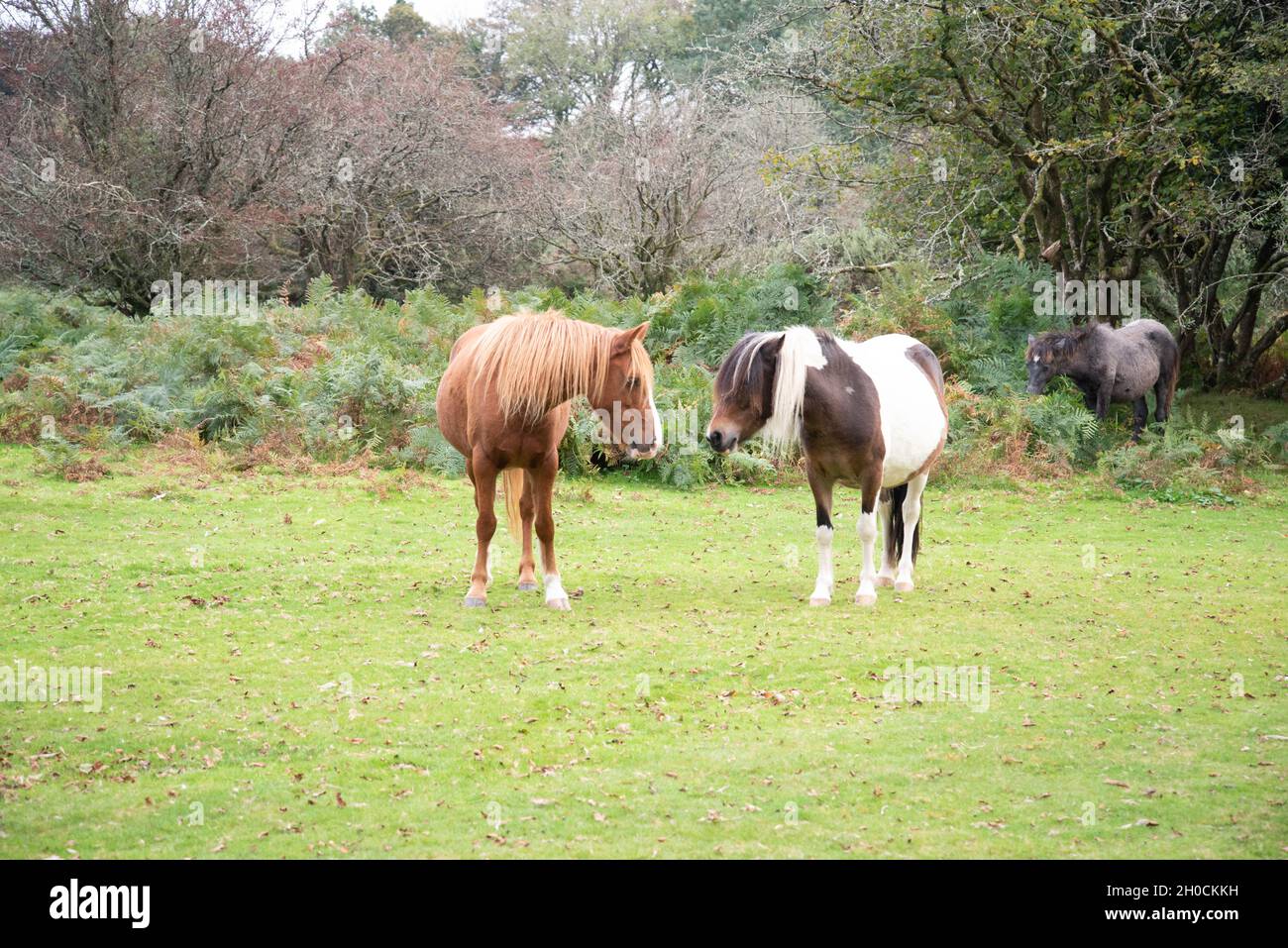 Dartmoor Ponies that roam out wild in the Devon Countryside surrounded ...