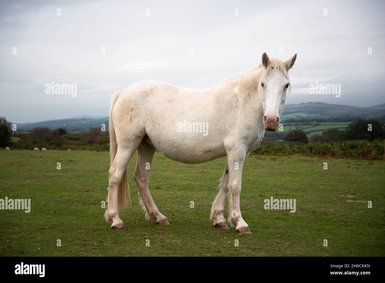 Dartmoor Ponies that roam out wild in the Devon Countryside surrounded ...