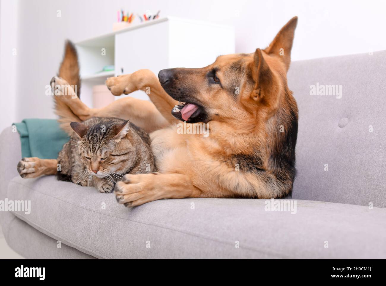 Adorable cat and dog resting together on sofa indoors. Animal ...