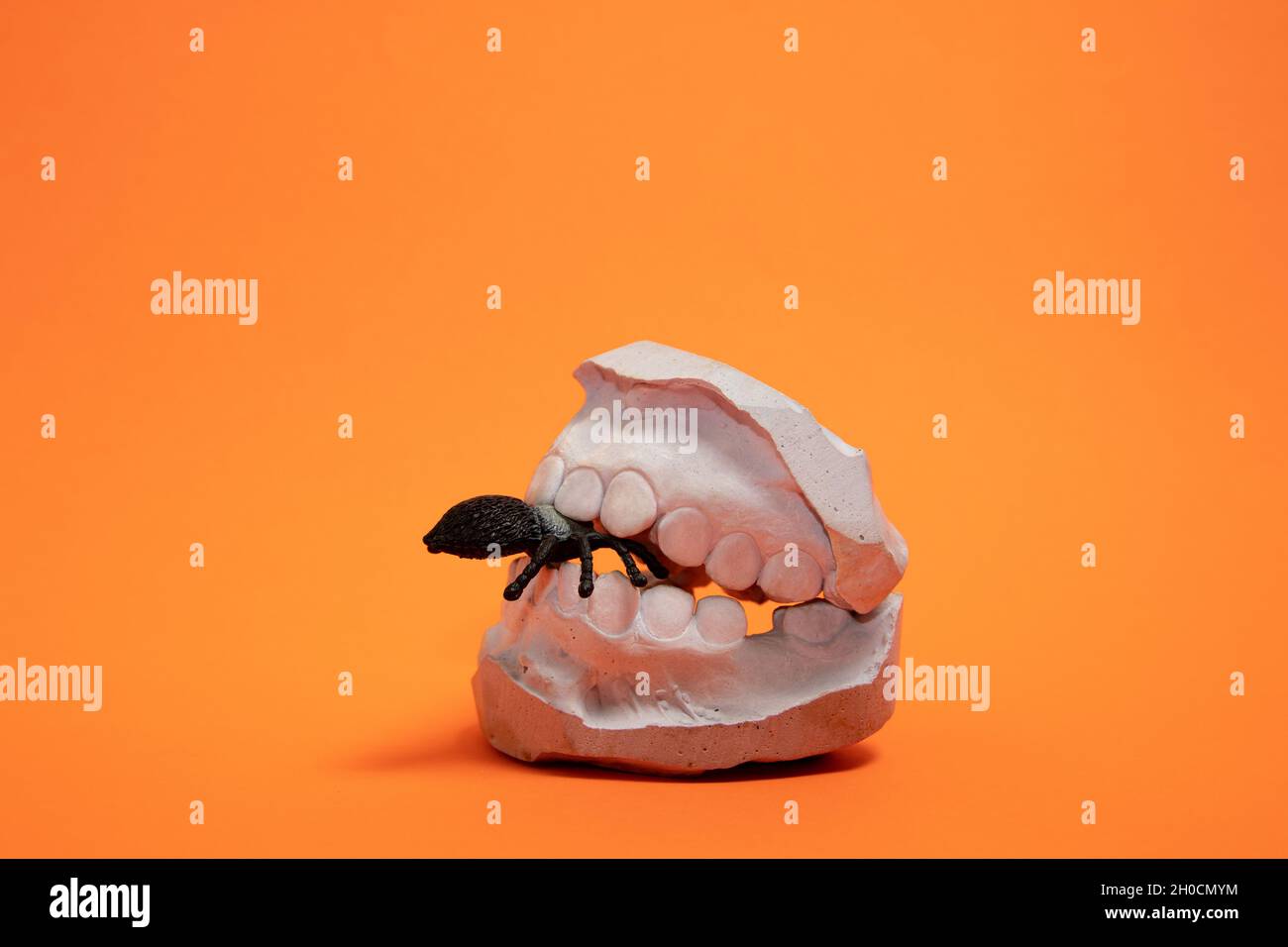 A model of teeth biting spider Stock Photo - Alamy