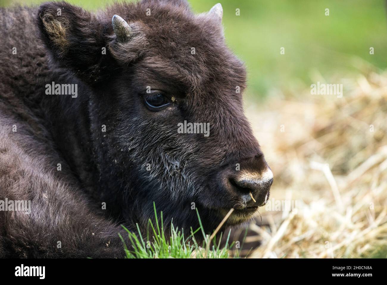 Baby european bison wisent bison hi-res stock photography and images ...