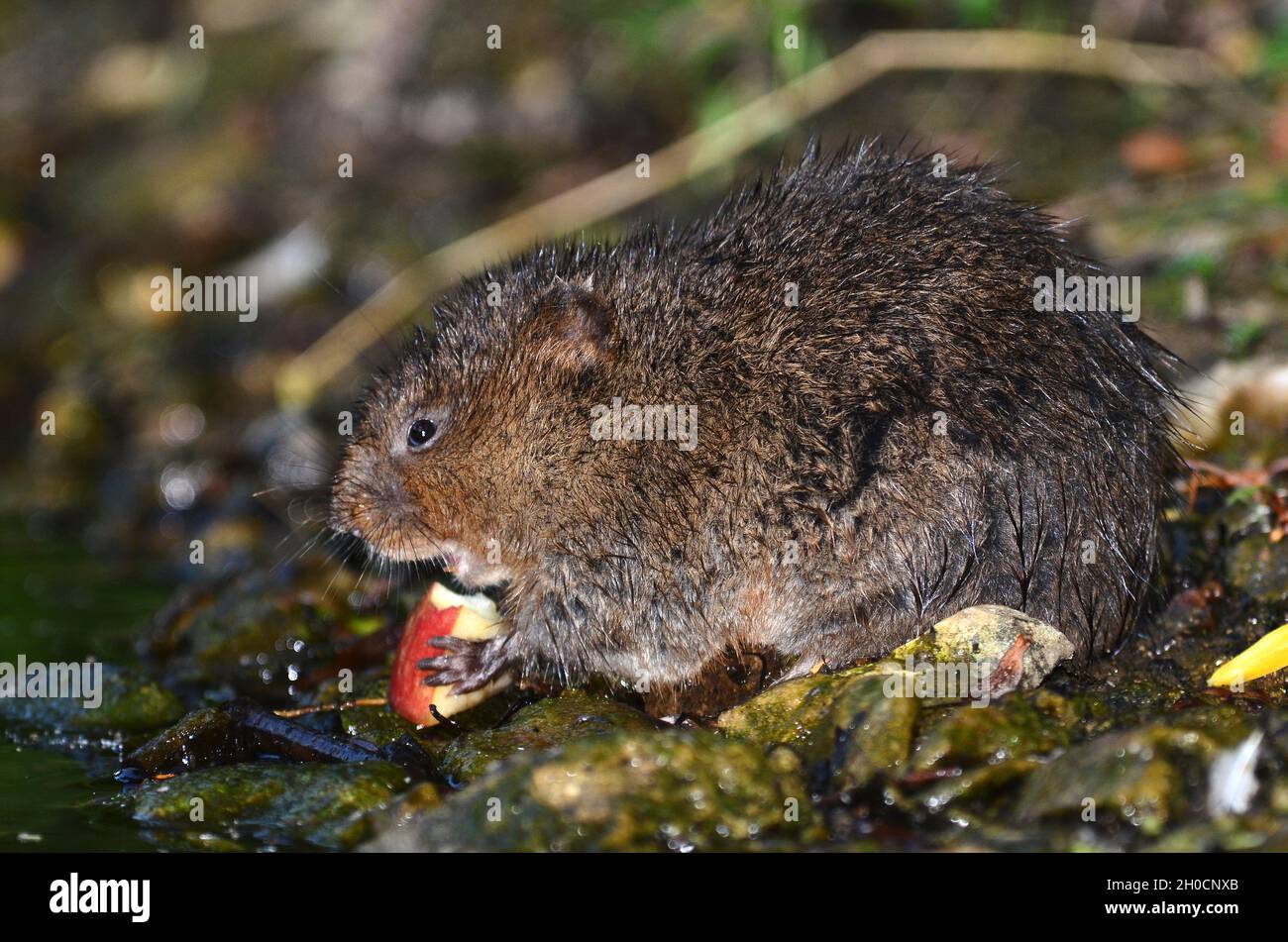 water vole arvicola amphibius Stock Photo - Alamy