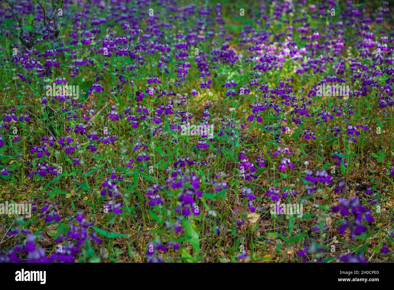 Glen meadows hi-res stock photography and images - Alamy