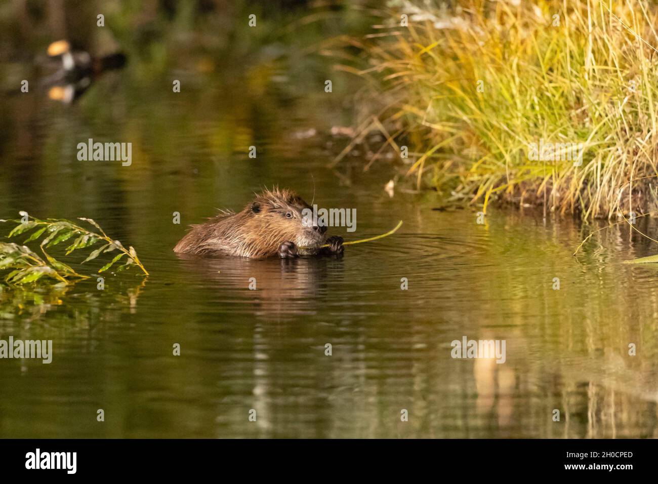 Kunming. 12th Oct, 2021. Undated photo shows a Mengxin beaver in Altay ...