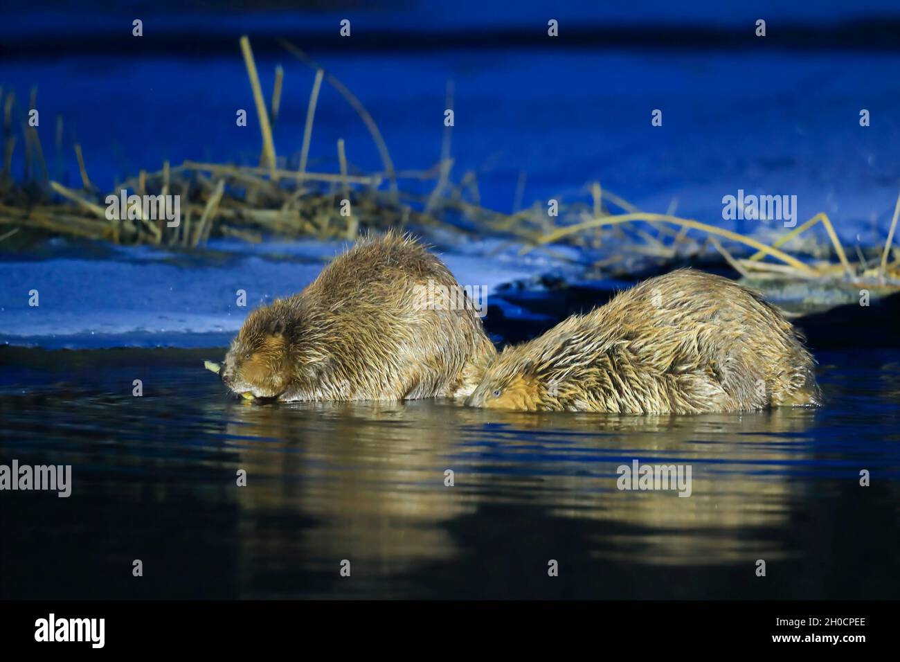 Kunming. 12th Oct, 2021. Undated photo shows Mengxin beavers in Altay ...