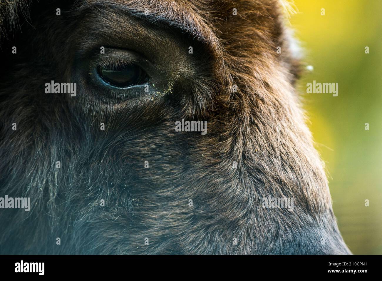 European Bison (Bison bonasus), female Stock Photo - Alamy