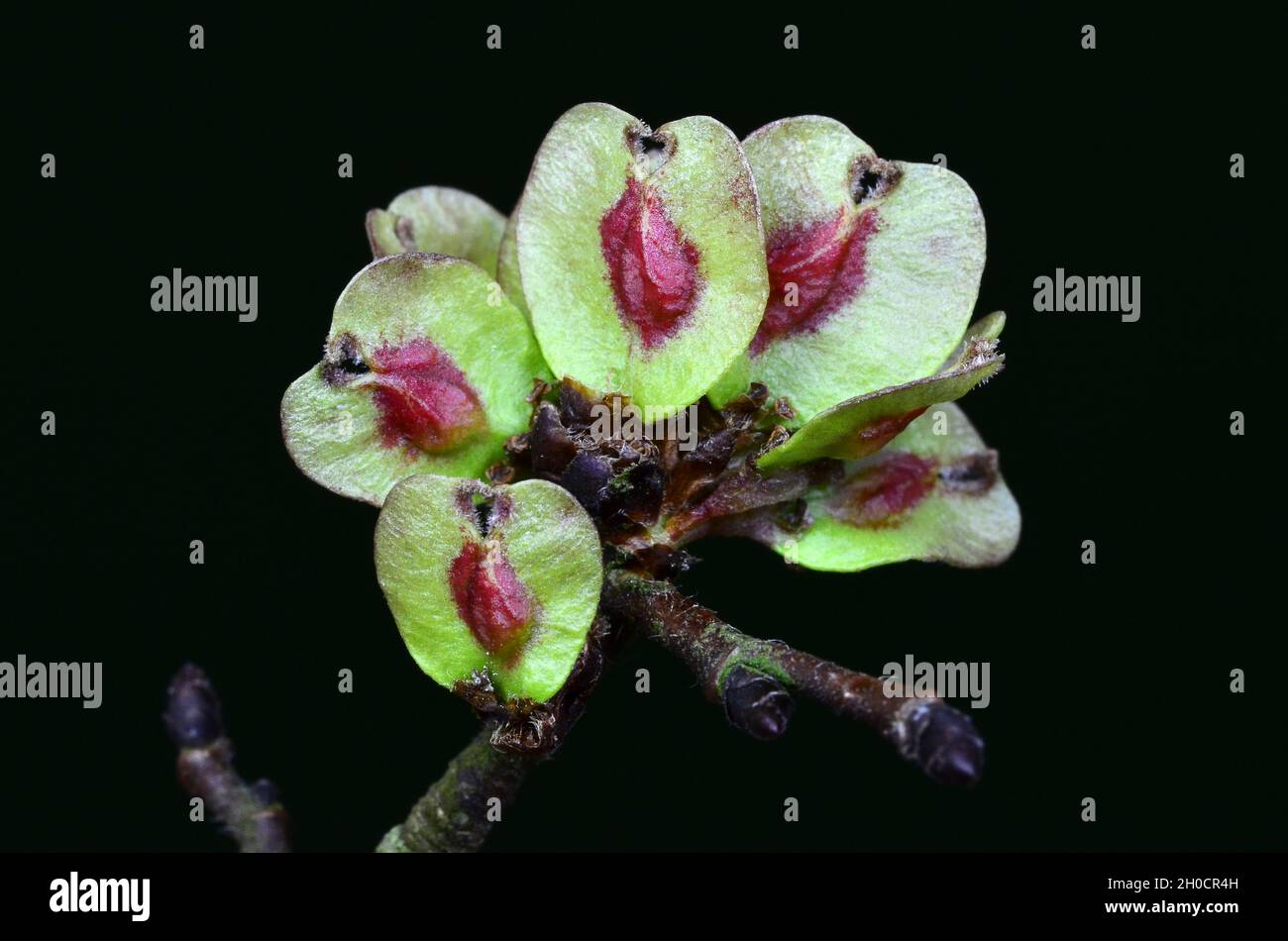 English elm seeds ripening in spring. Dorset, UK April 2020 Stock Photo ...