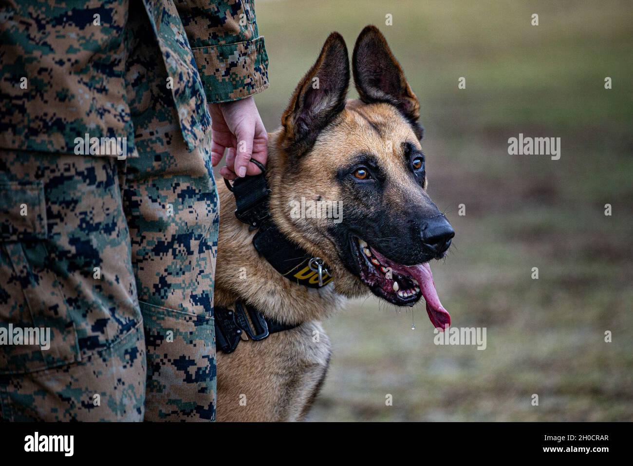 U.S. Marine Corps Sgt. Suzette Scott, a chief trainer with the Marine ...