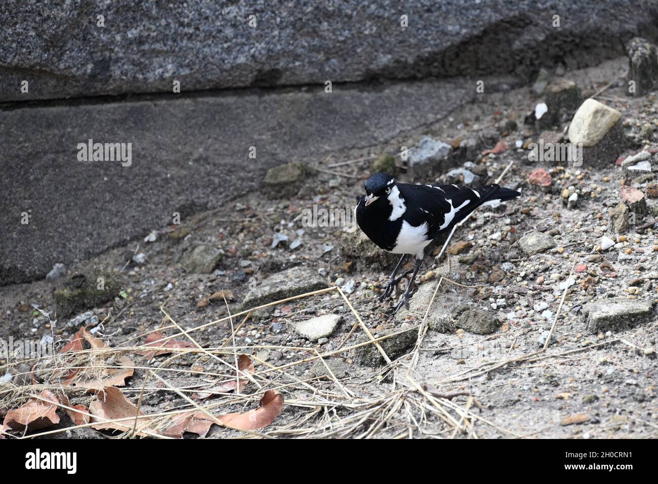 Rough terrain with rocks hi-res stock photography and images - Alamy