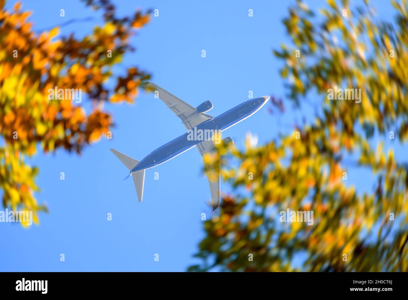 Commercial airplane jetliner flying above autumn colorful leaves ...