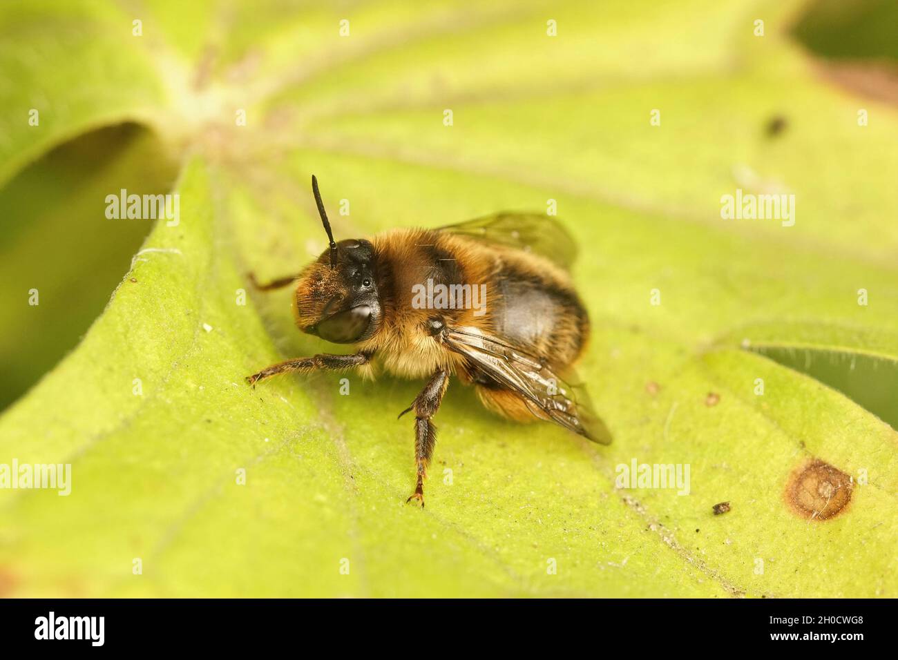 Closeup on a hairy female Fork tailed wood digger, Anthophora furcata ...
