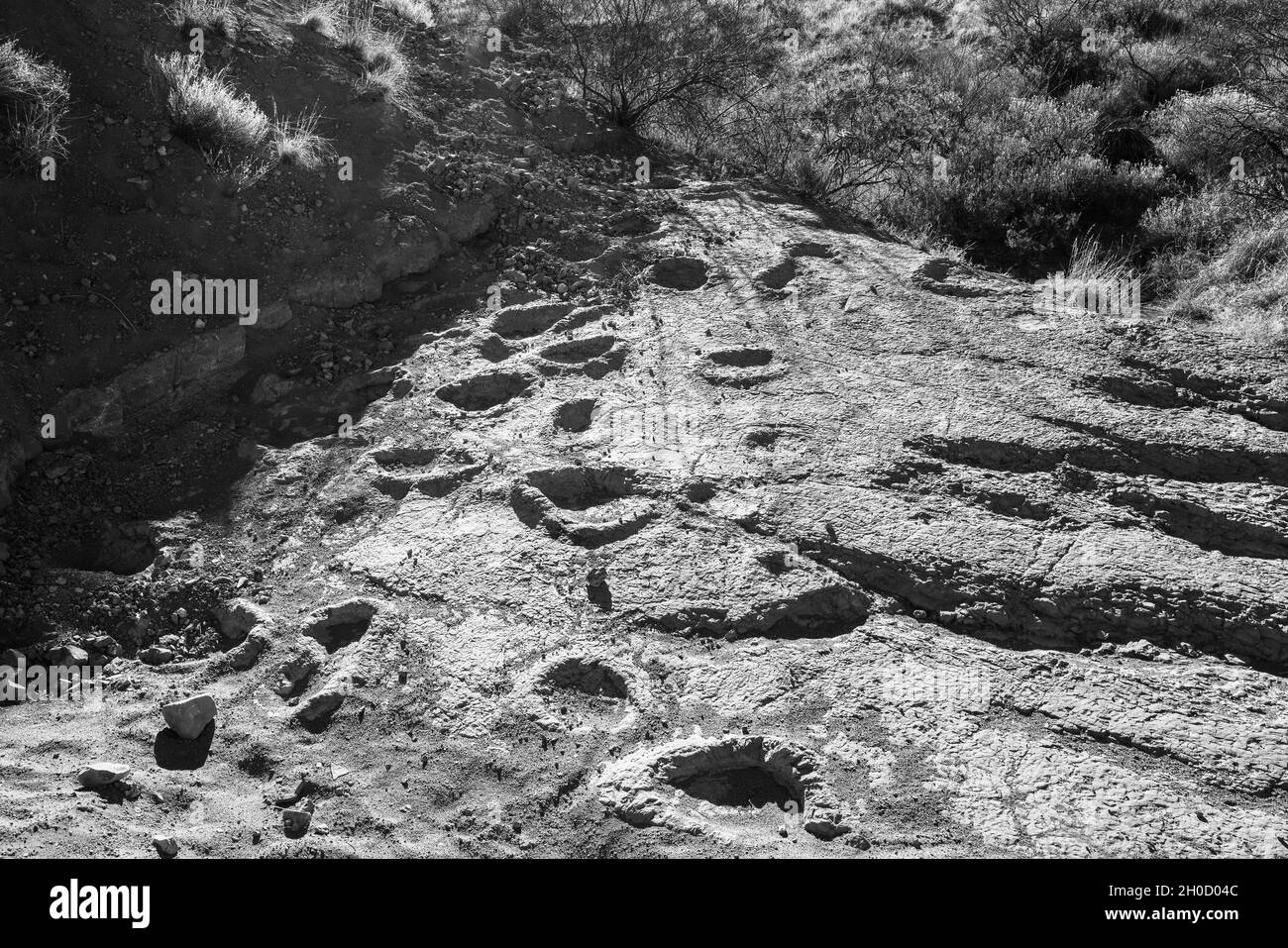 Mammoth footprints hi-res stock photography and images - Alamy