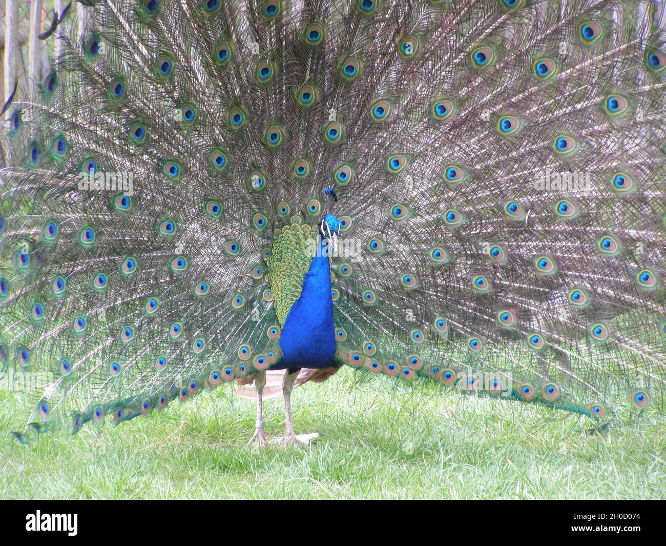 Purple male peafowl hi-res stock photography and images - Alamy