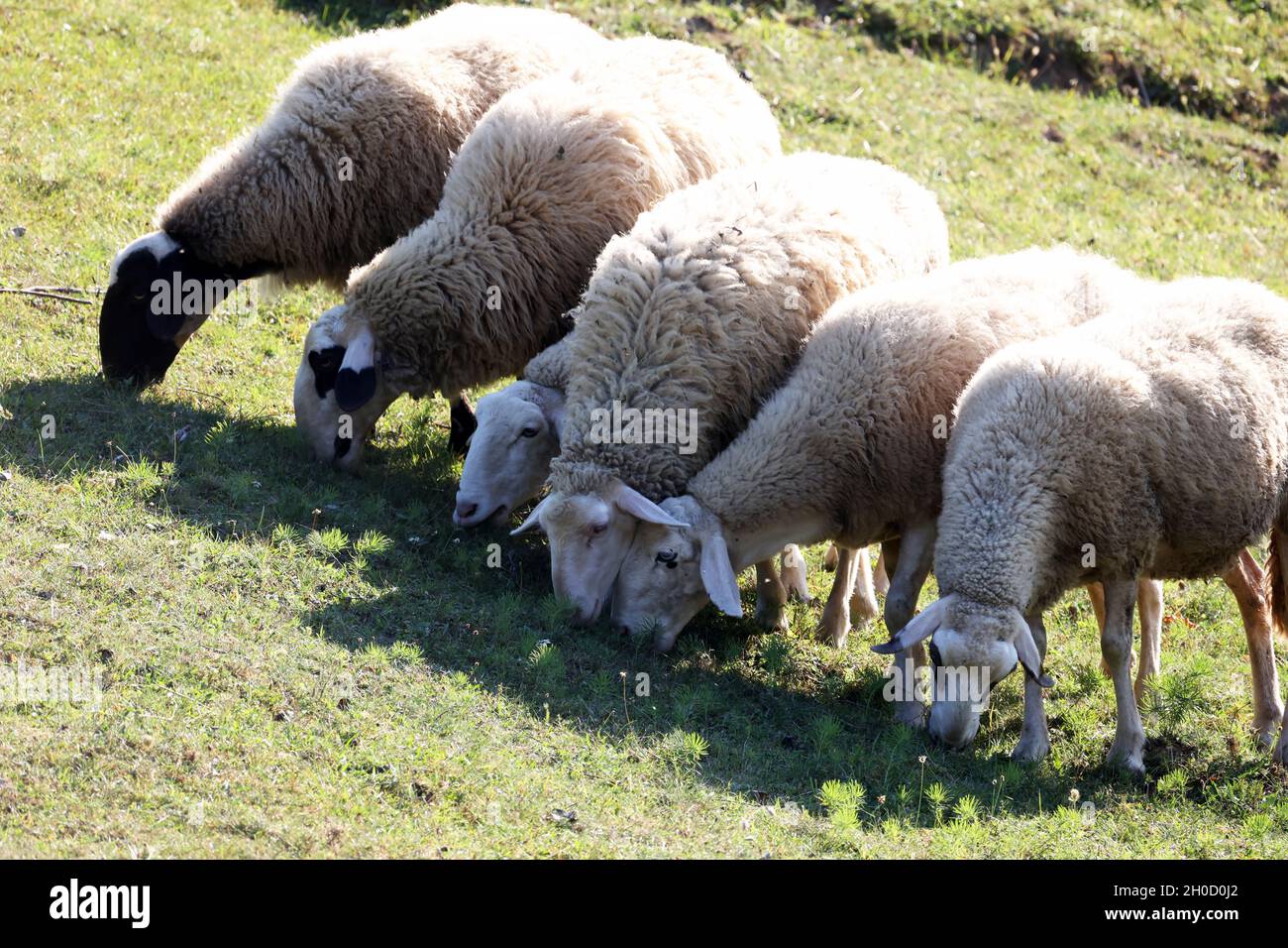 Flock of sheep grazing on the grassy pasture in the countryside Stock ...