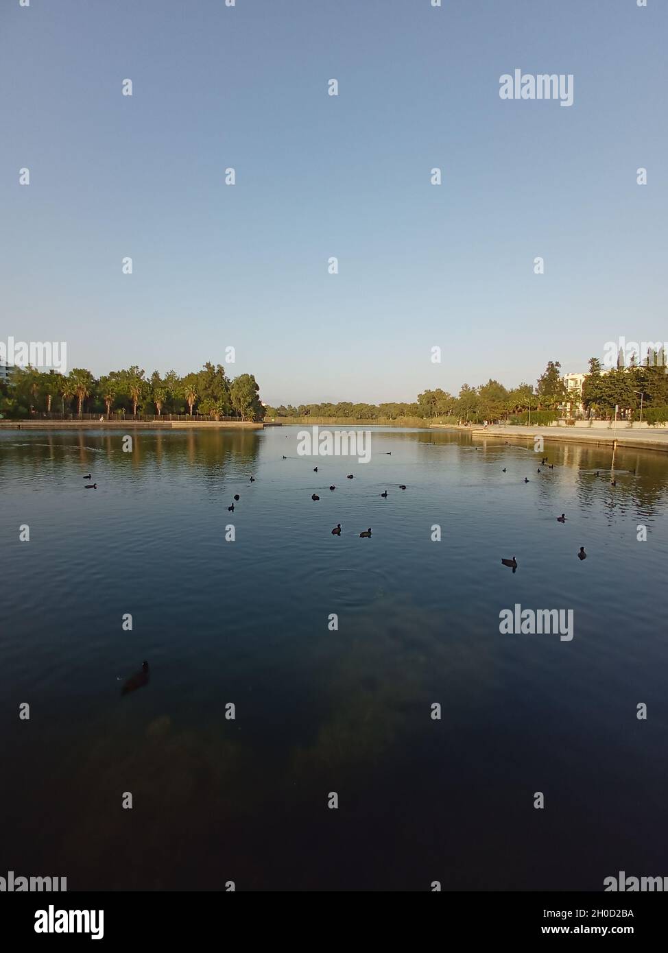 Natural landscape of ducks swimming in the lake in daylight Stock Photo ...