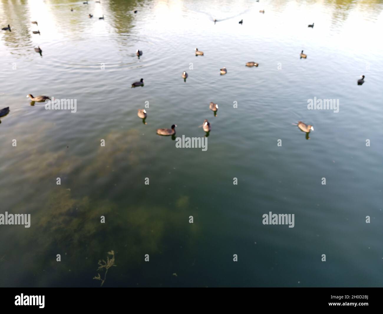 Natural landscape of ducks swimming in the lake in daylight Stock Photo ...