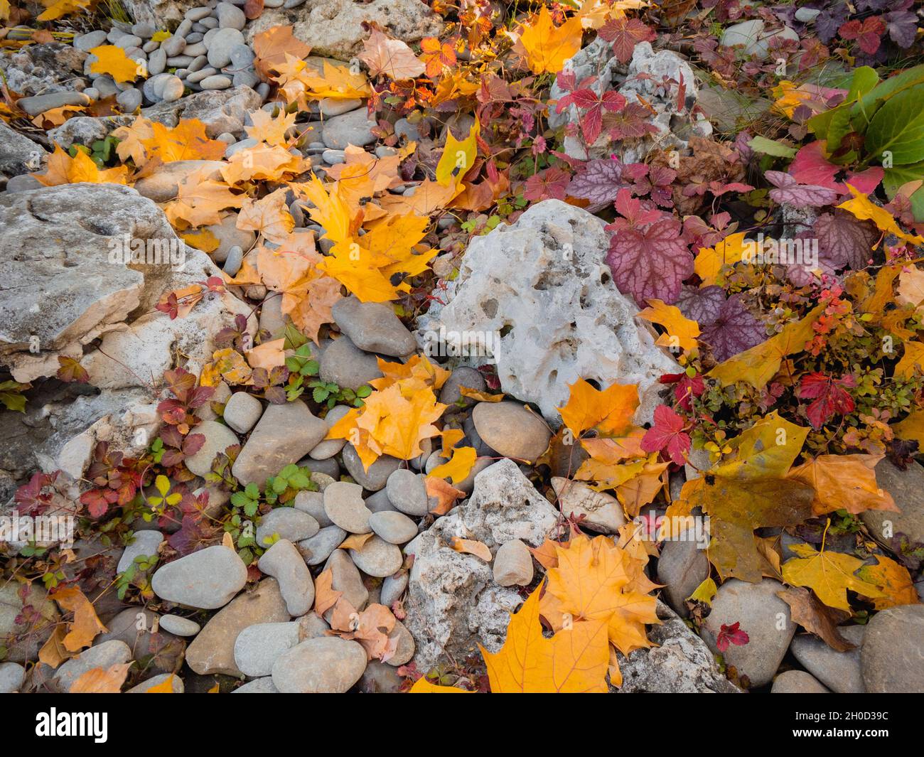 Flower bed park background. Yellow bright autumn leaves on pebbles in a flower bed Stock Photo ...