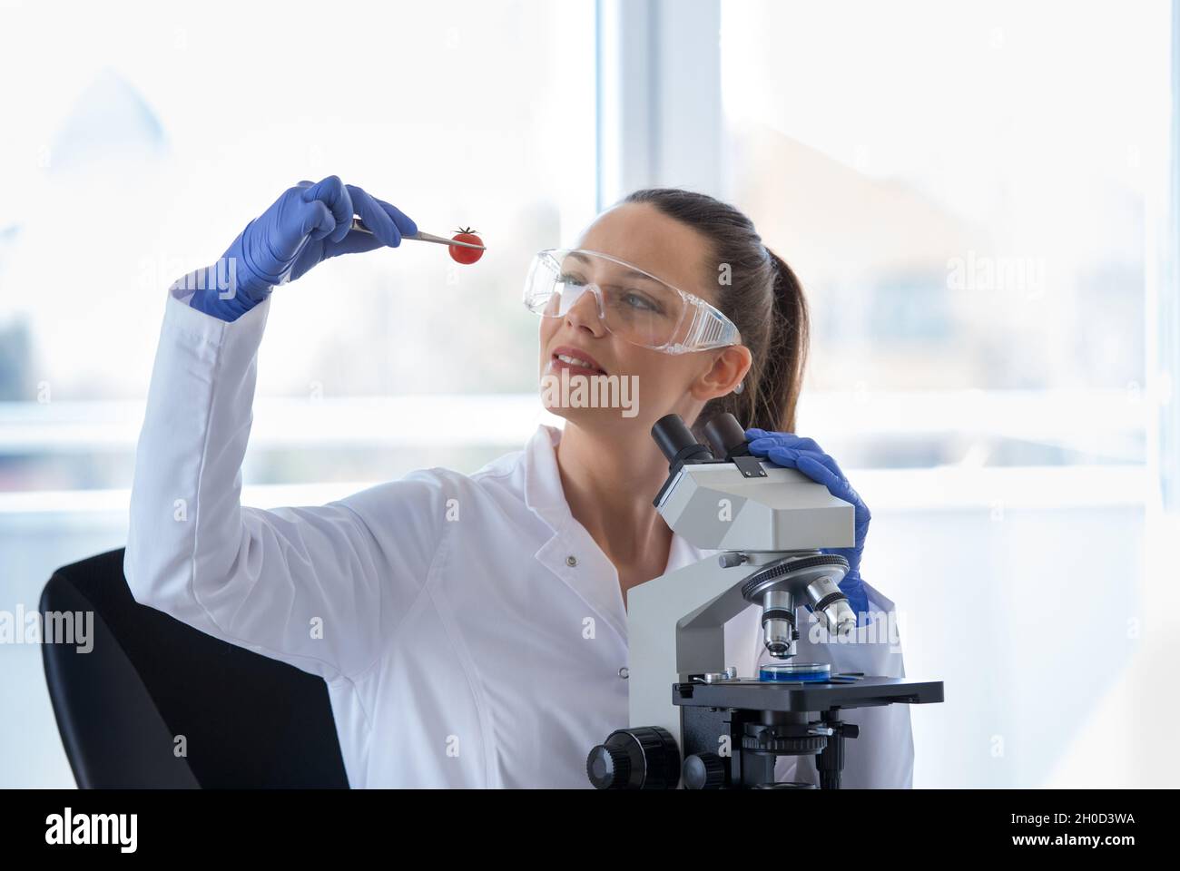 Woman scientist testing cherry tomato in laboratory with microscope ...