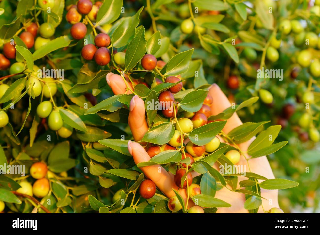 Chinese date, capiinit, jojoba, process jujuba. Jujube branches ...