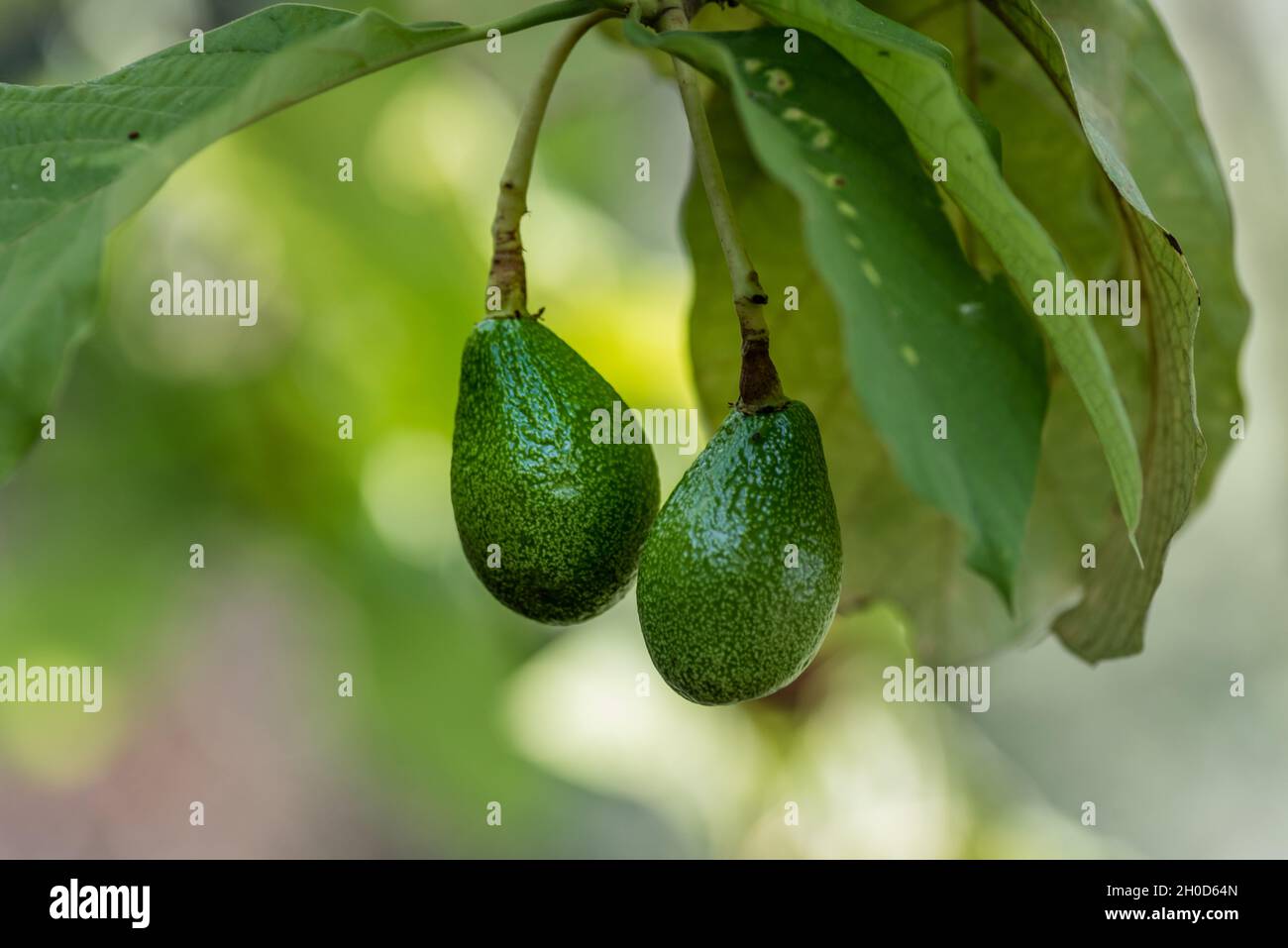 Avocado fruits in the tree ready to be harvested. Closeup picture of ...