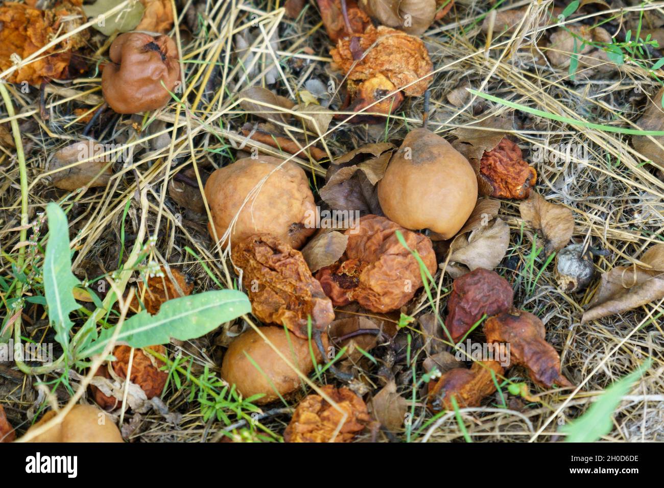 Rotten fruits. Spoiled pear fruits. Expired fruits. Unsuitable for ...