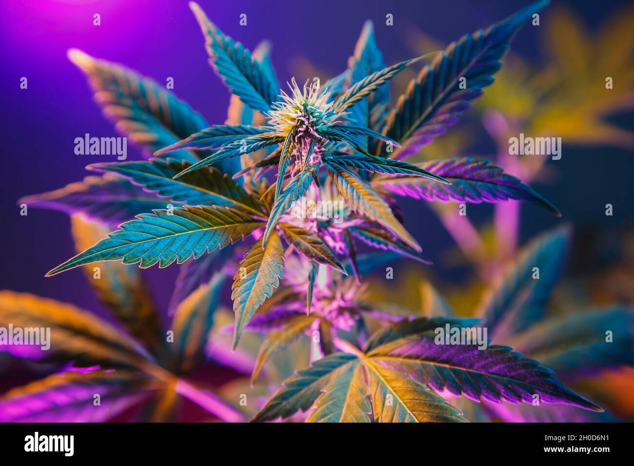 Cannabis in colorful neon purple light. Background with beautiful ... Cannabis in colorful neon purple light. Background with beautiful ...