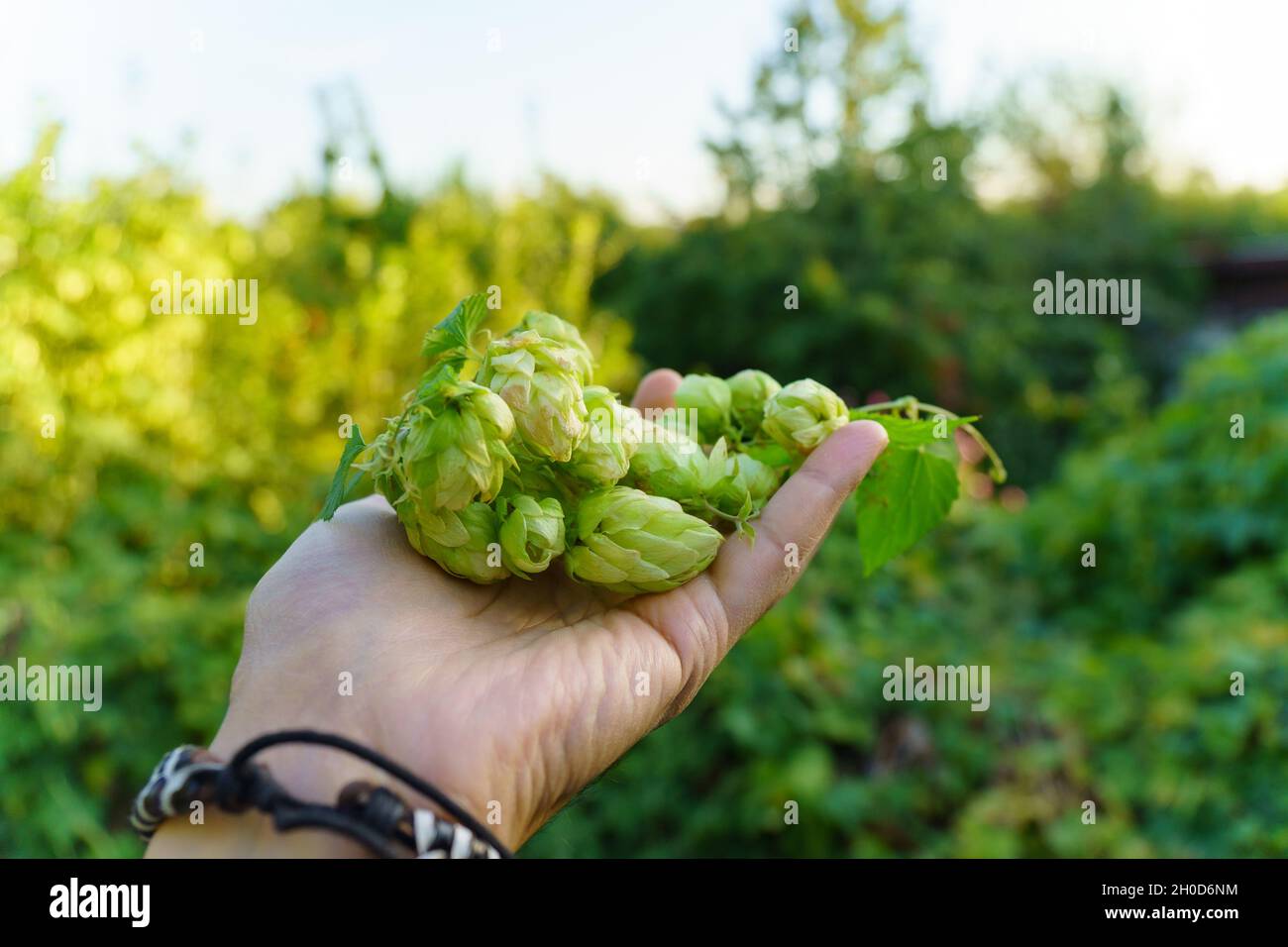 Raw hop flowers in hand used for high quality beer. Selective focus ...