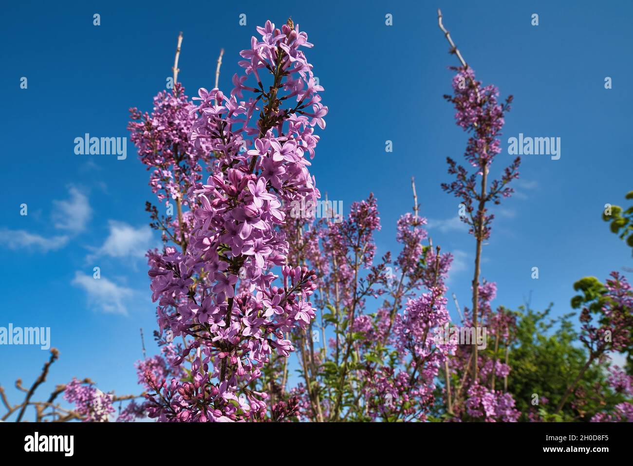 Syringa vulgaris ‘primrose’ hi-res stock photography and images - Alamy