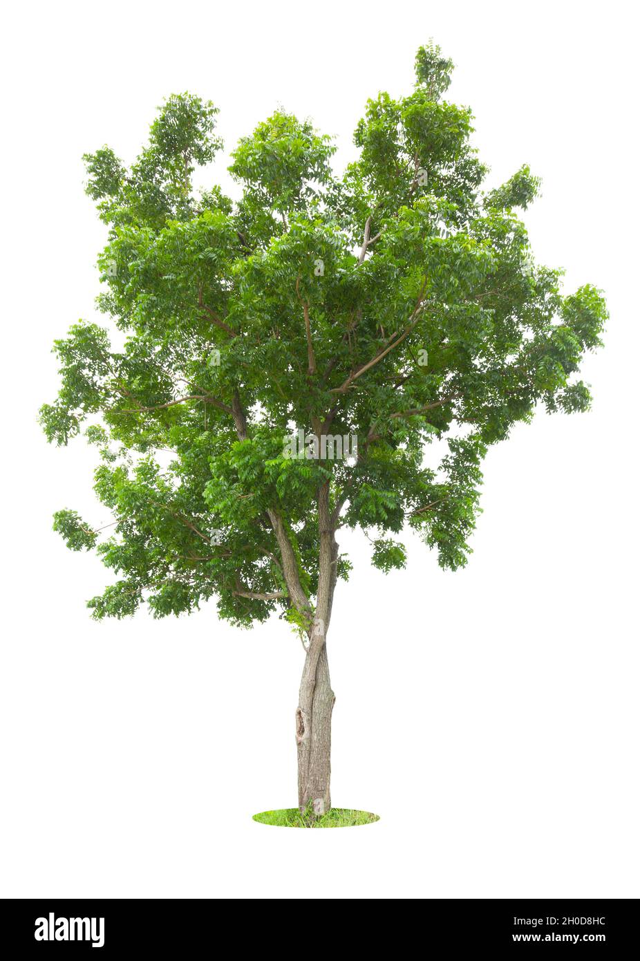 The freshness big green tree isolated on white background Stock Photo ...