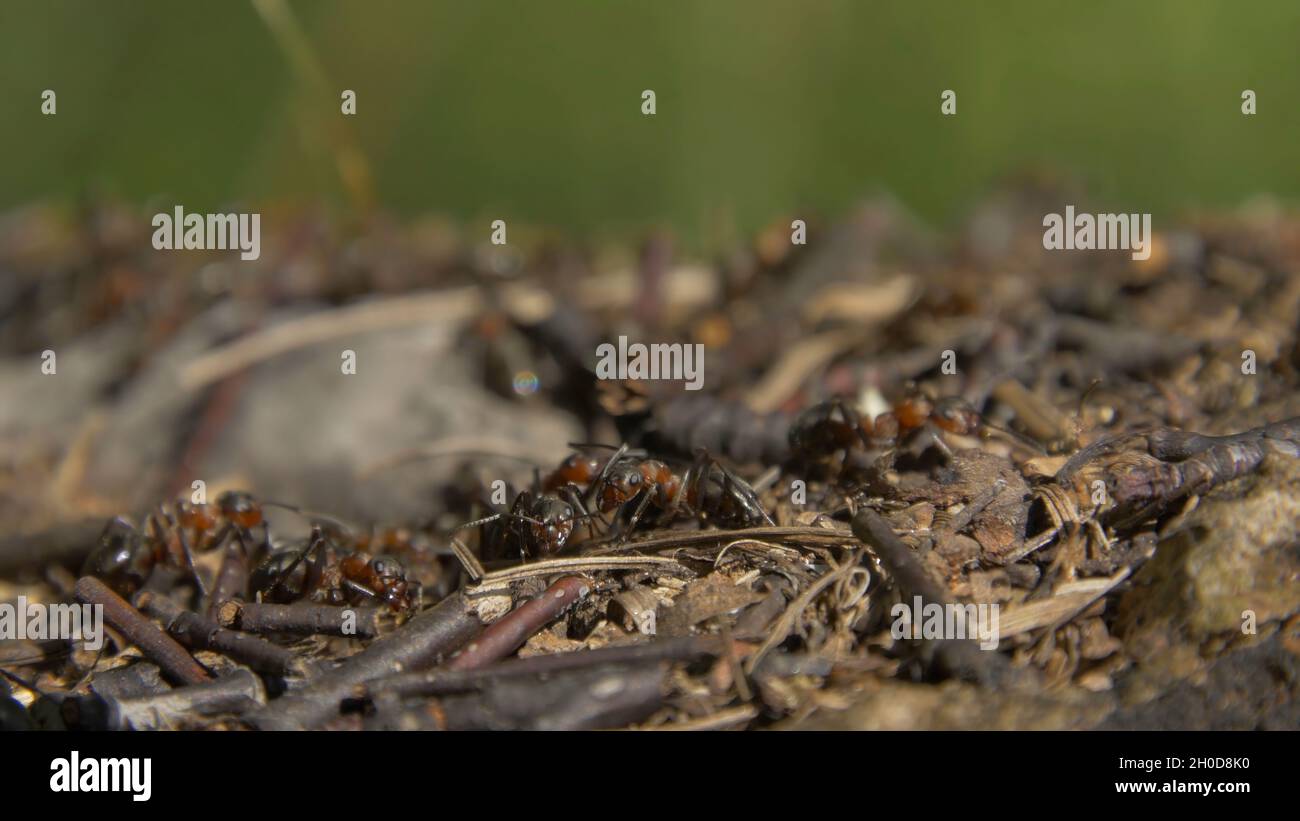 Close-up wild ants swarming around their anthills. Anthill in the ...