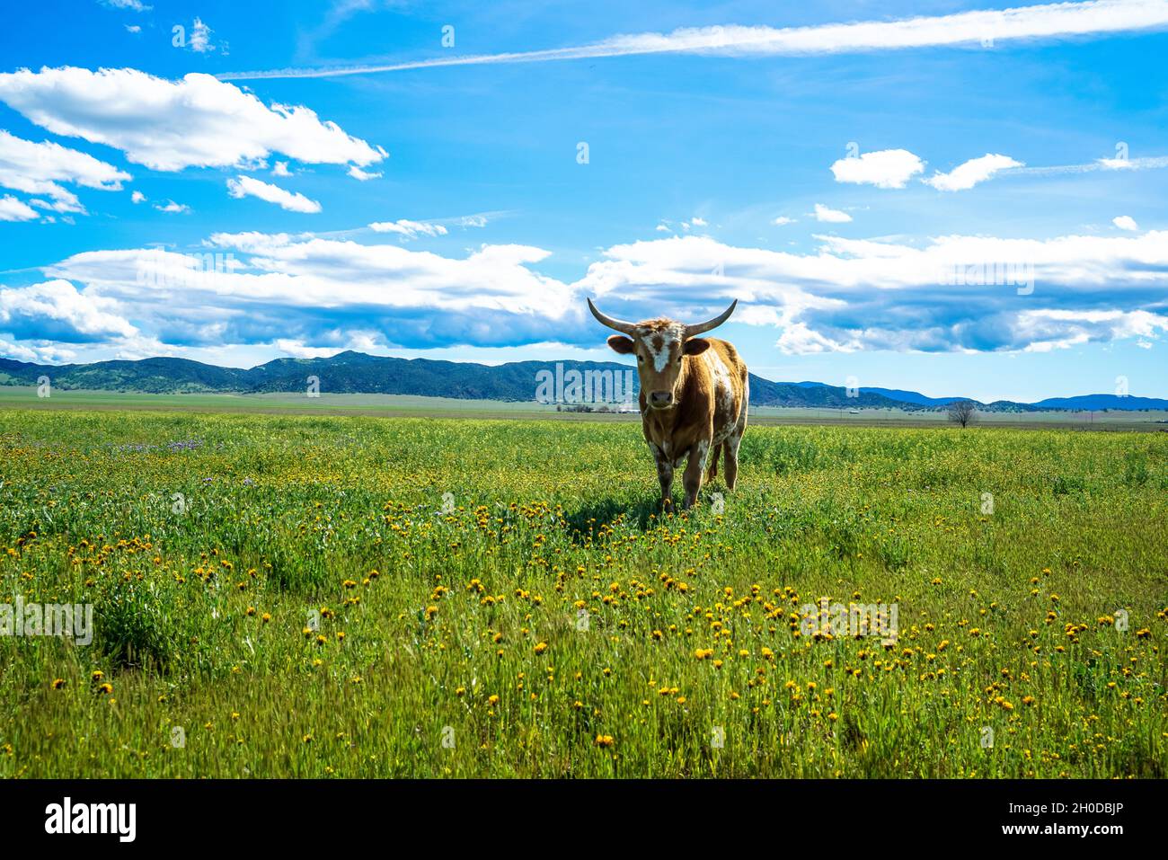 Angus bull california hi-res stock photography and images - Alamy