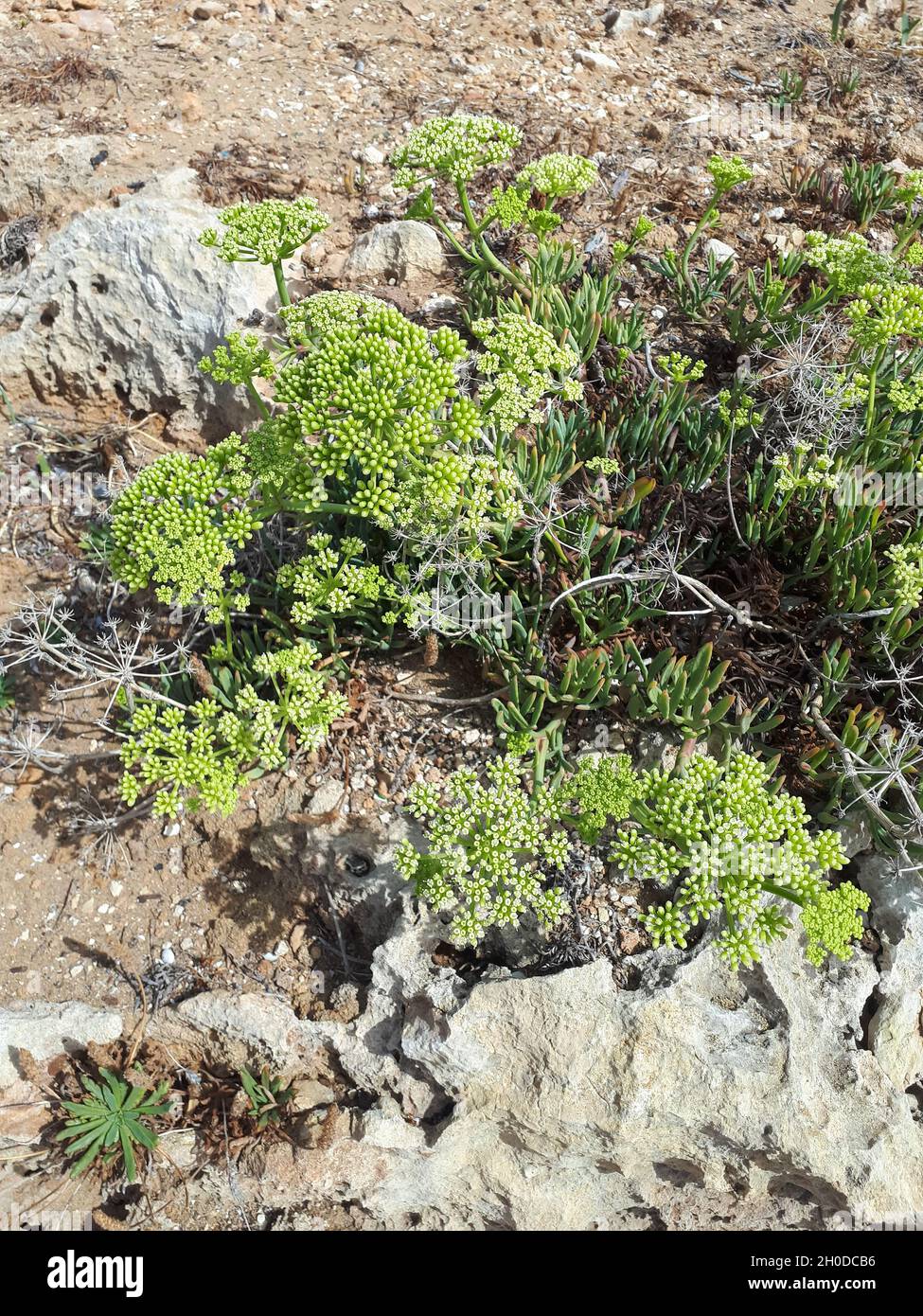 Typical plants during the summer season on the rocky beach of Lido di ...