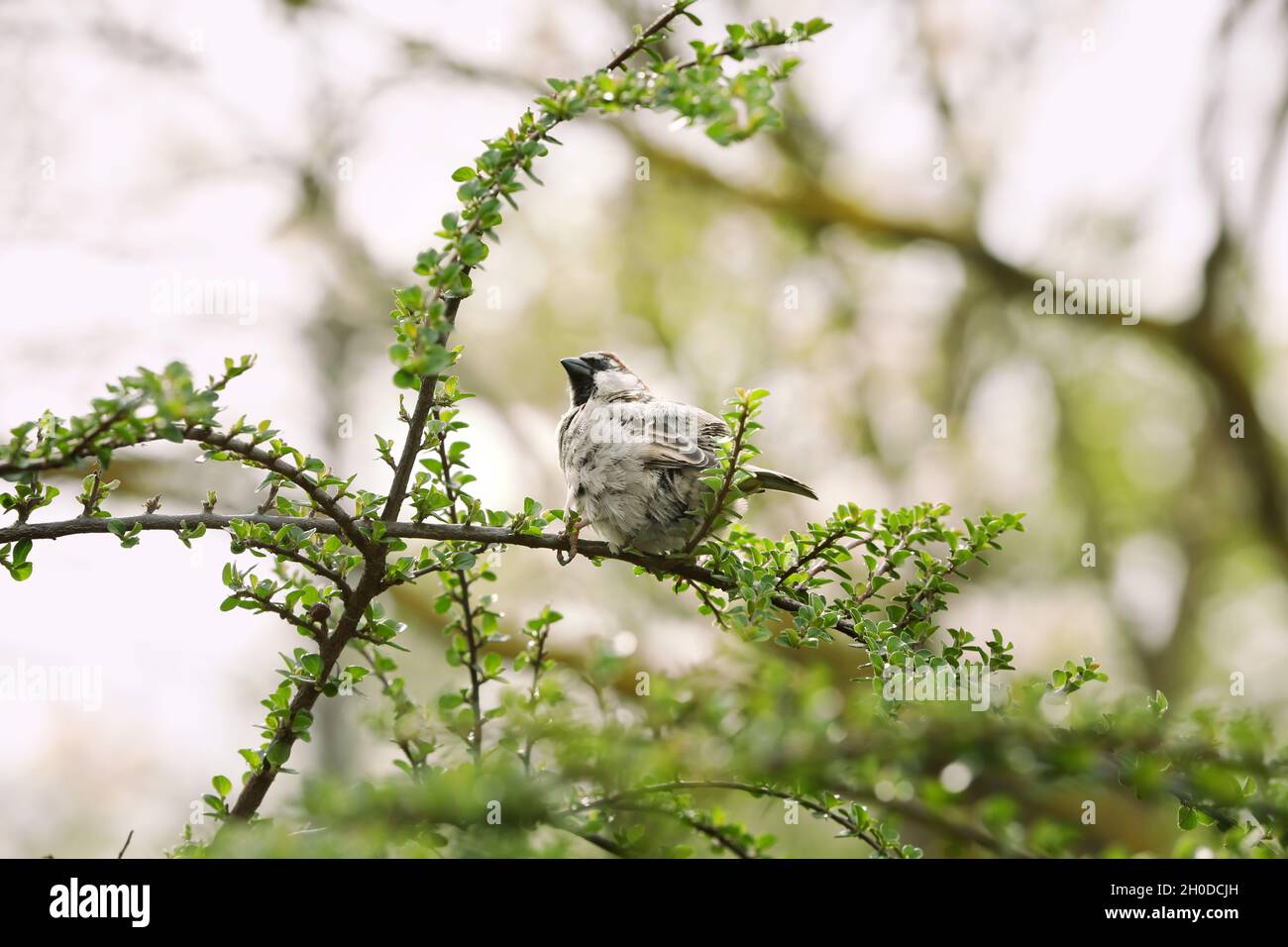 Beautiful sparrow sitting on spring tree branch Stock Photo - Alamy