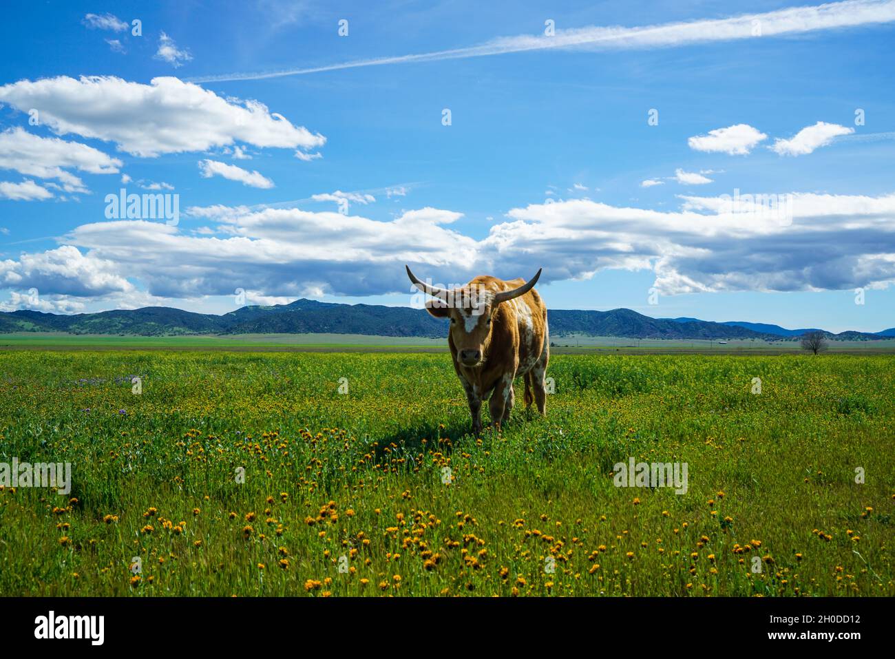Angus bull california hi-res stock photography and images - Alamy