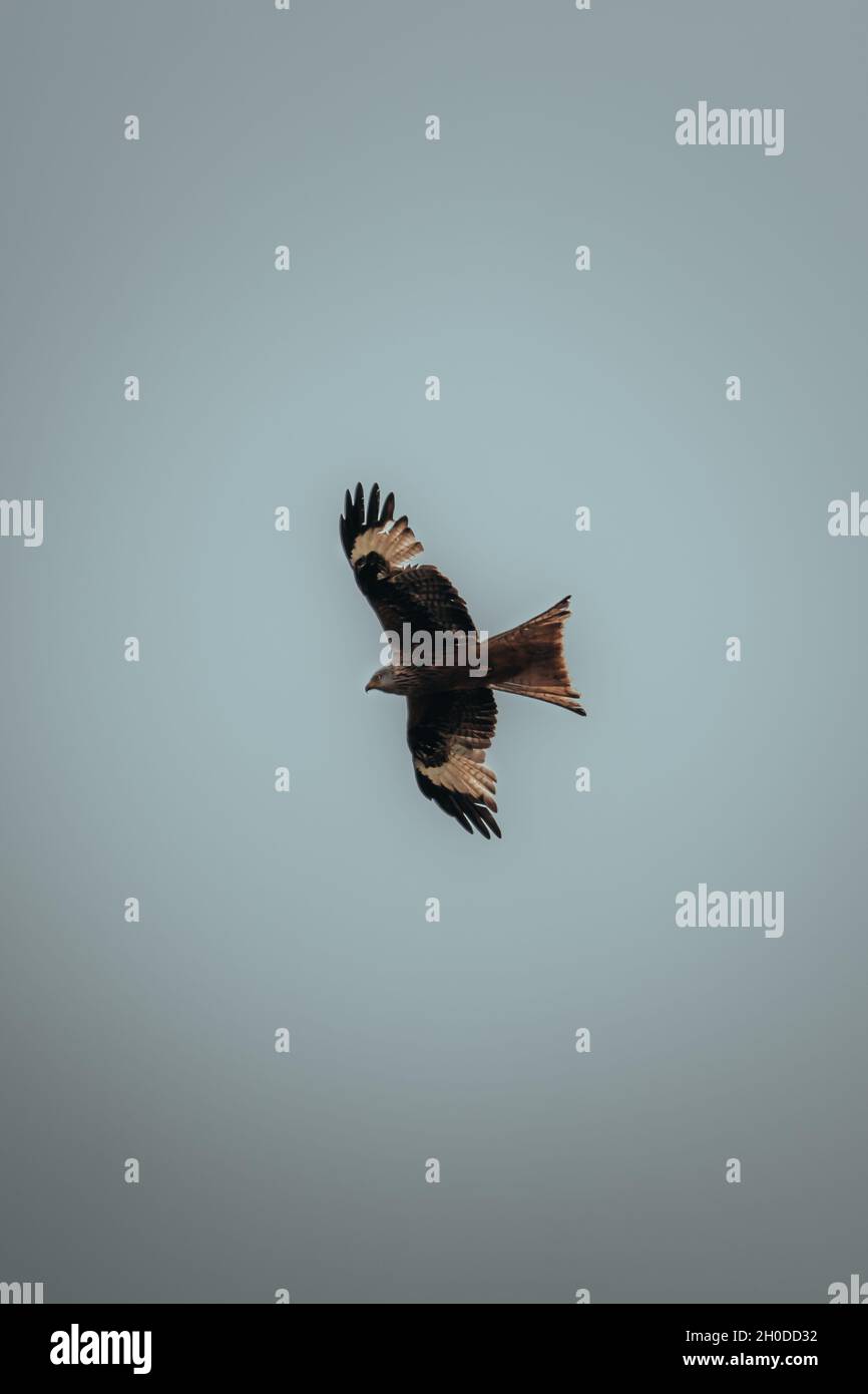 Eerie scenery of a hawk flying high in the sky with wings wide open ...